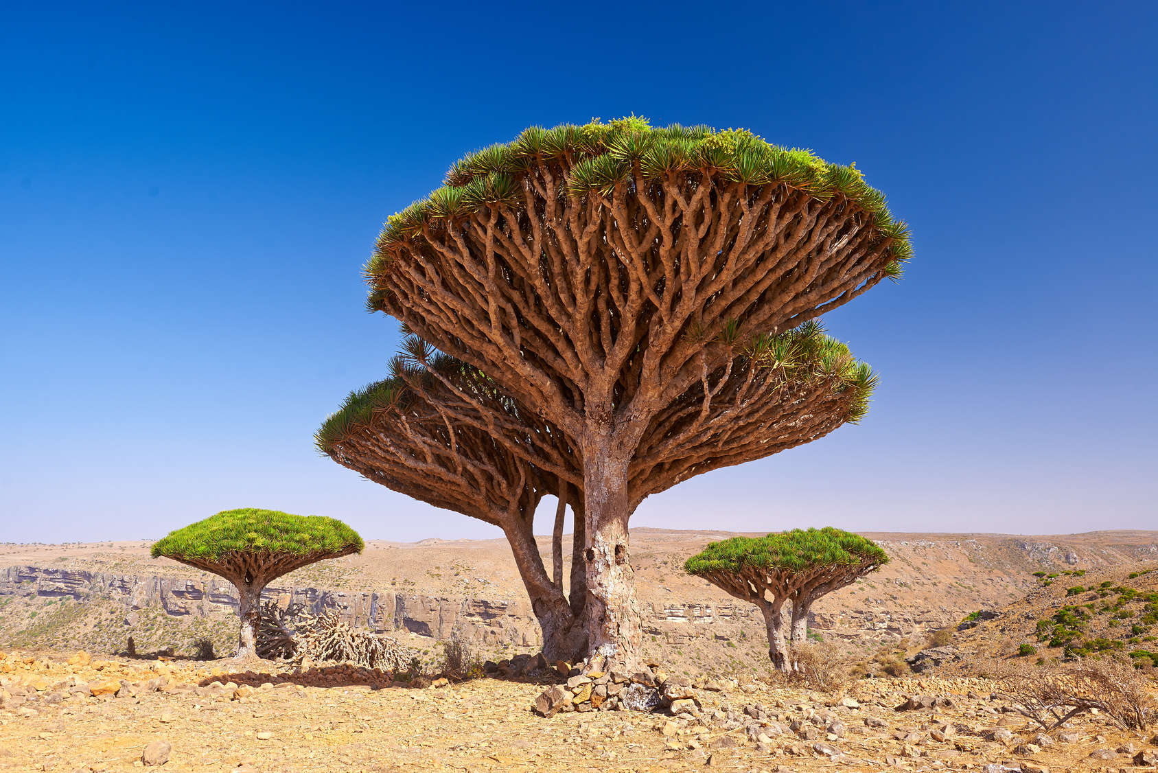 Socotra Island - Mobi Viaggi